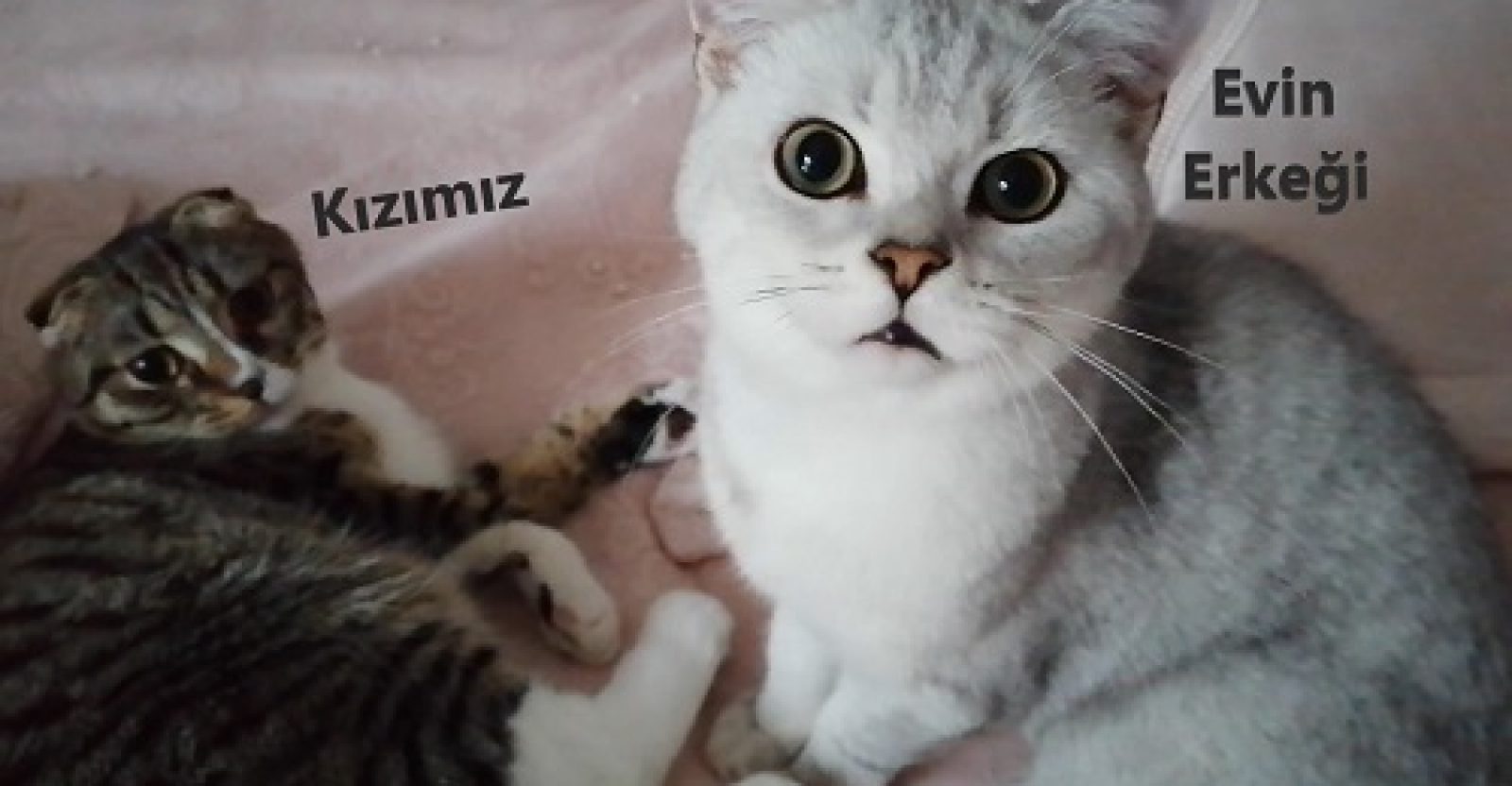 Dişi Kedi Mi Erkek Kedi Mi Almalıyım? Kesin Karar Vereceksiniz
